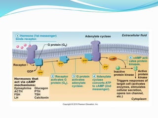SECOND MESSENGER.pptx