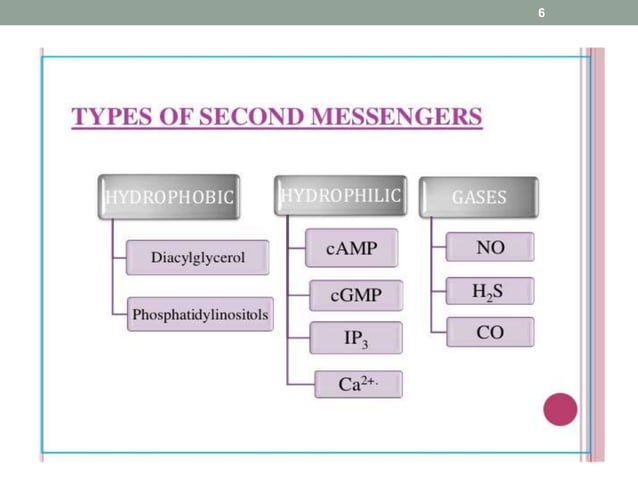 Second messenger.pptx | Biological Sciences | Science