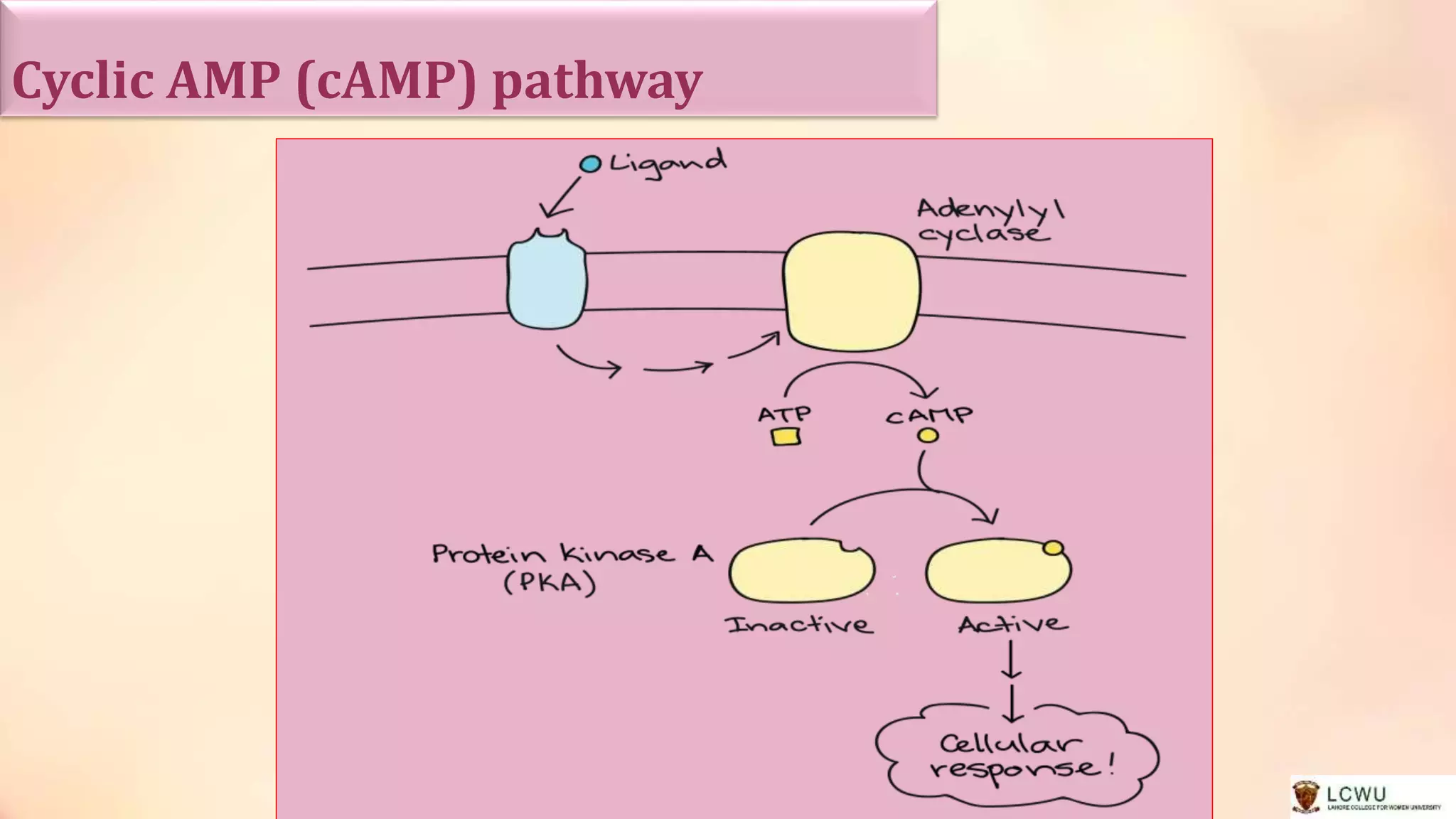 Second messenger and signal transduction pathways | PPT