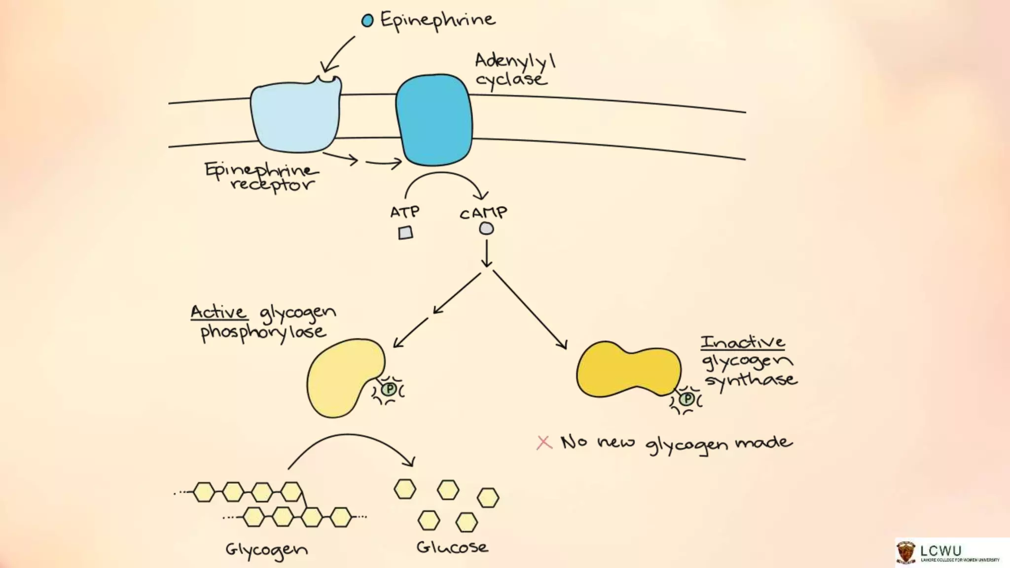 Second messenger and signal transduction pathways | PPT