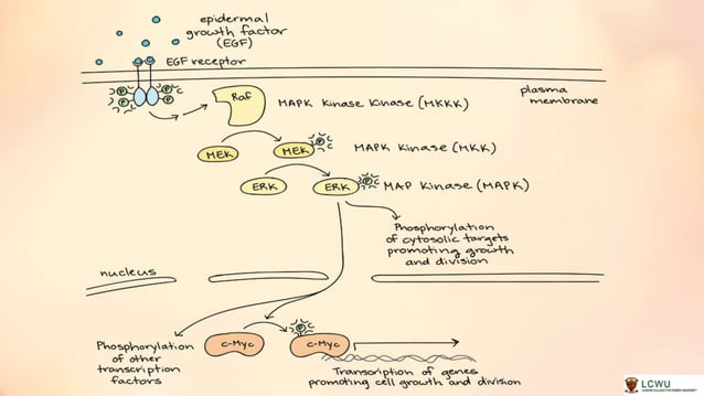 Second messenger and signal transduction pathways | PPT