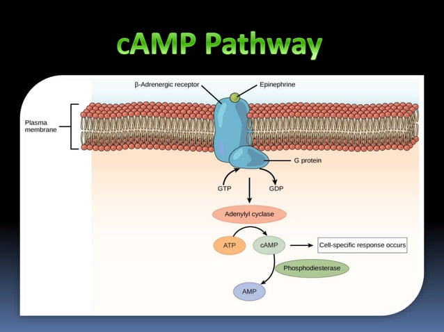 Secondary messengers system | PPTX | Endocrine and Metabolic Diseases ...