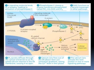Secondary messengers system | PPTX