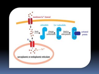 Secondary messengers system | PPTX