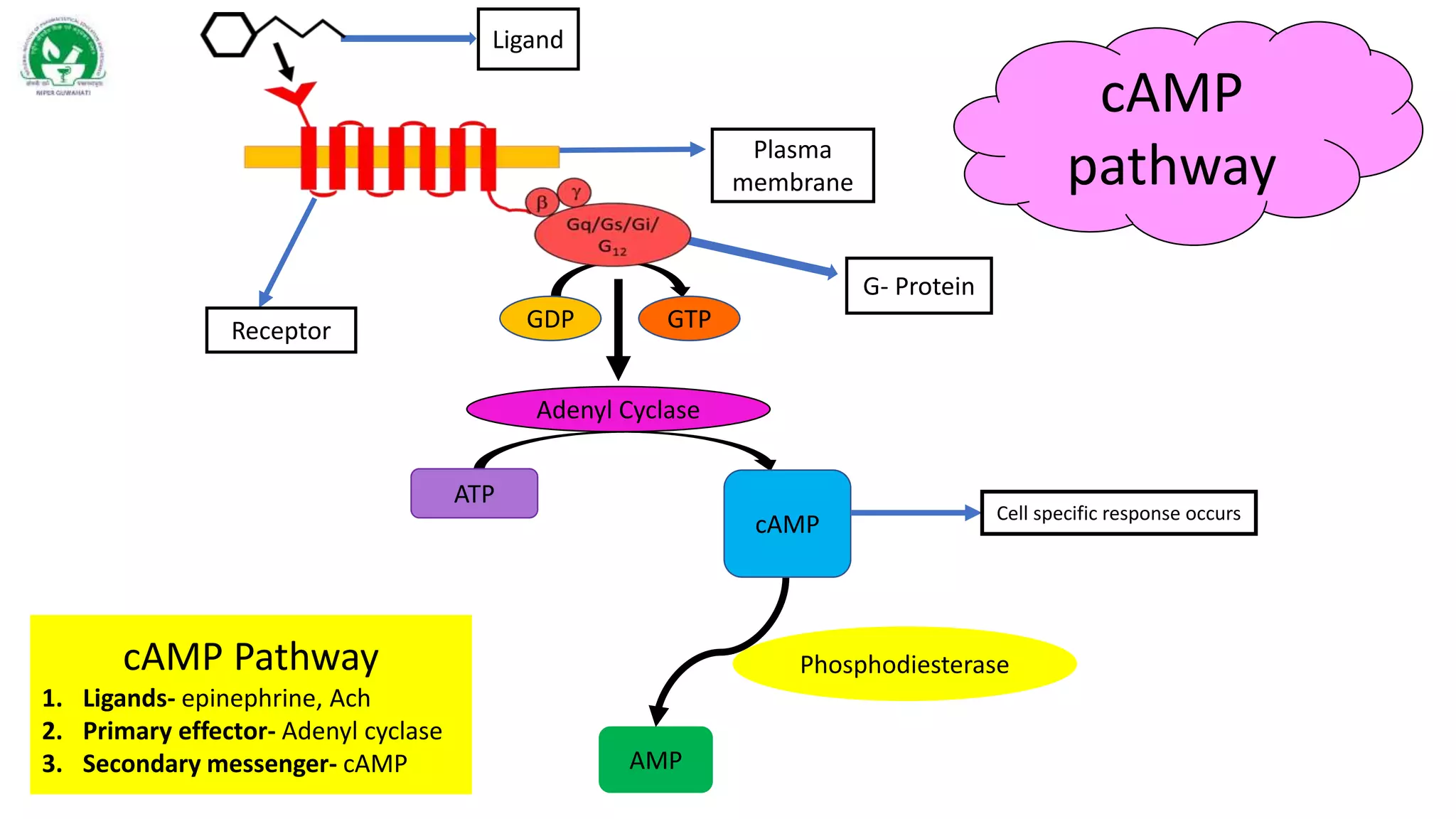 ROLE OF SECOND MESSENGERS IN RECEPTOR SIGNAL TRABSDUCTION | PPTX