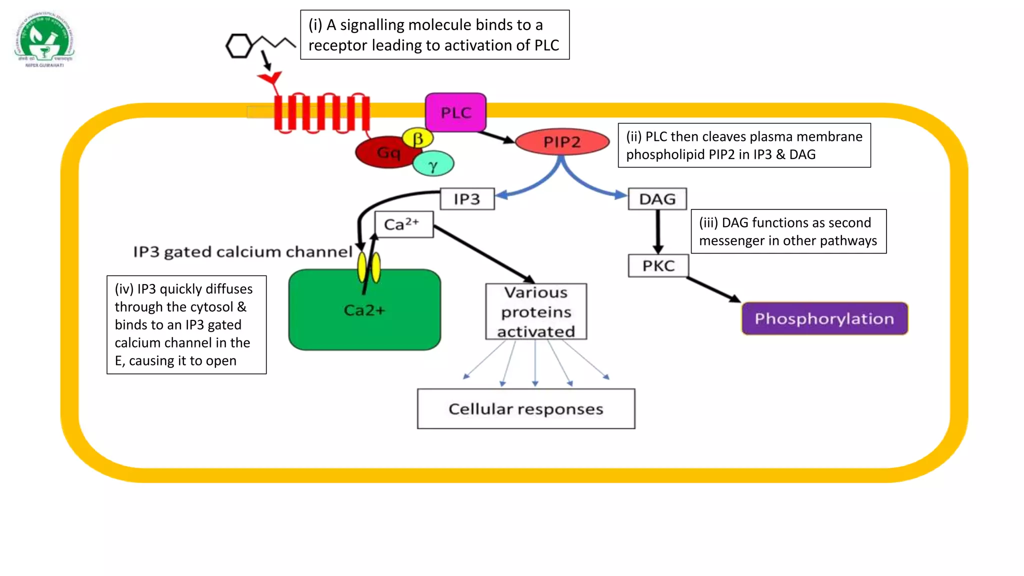 ROLE OF SECOND MESSENGERS IN RECEPTOR SIGNAL TRABSDUCTION | PPTX