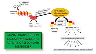 ROLE OF SECOND MESSENGERS IN RECEPTOR SIGNAL TRABSDUCTION | PPTX