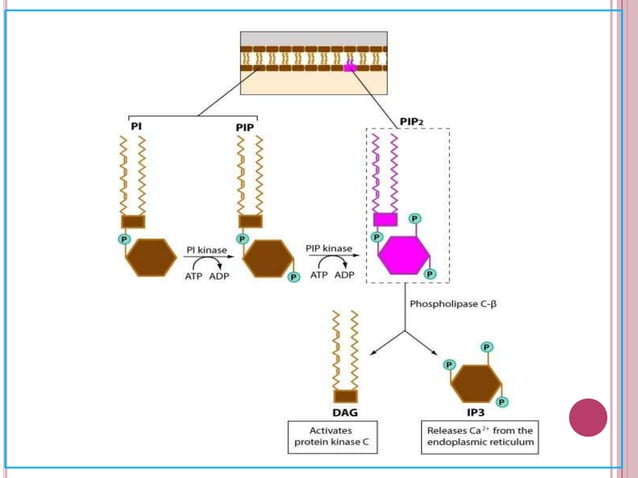 Second messenger system | PPTX