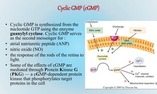 Second messenger system | PPTX