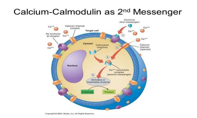 Second messenger system