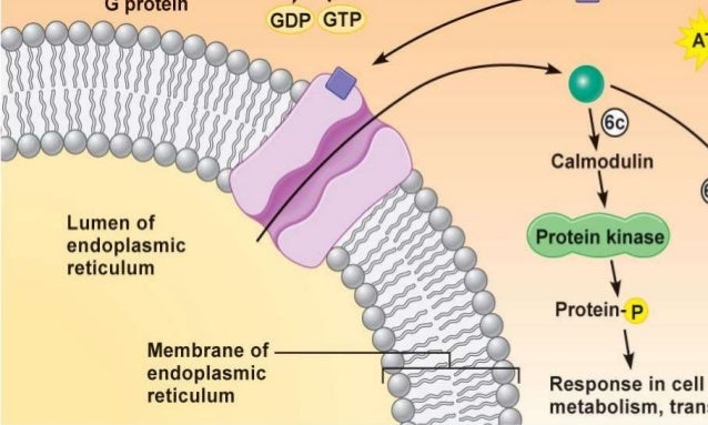 Second messenger system