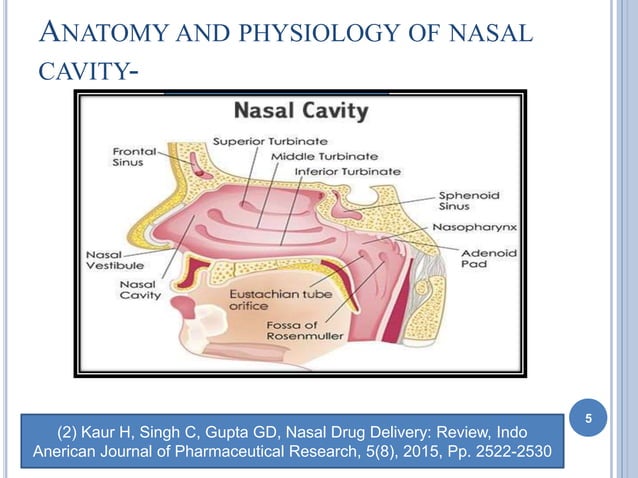 Nasal Drug Delivery System | PPTX | Ear, Nose and Throat Conditions ...
