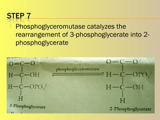 Second stage of Glycolysis | PPT