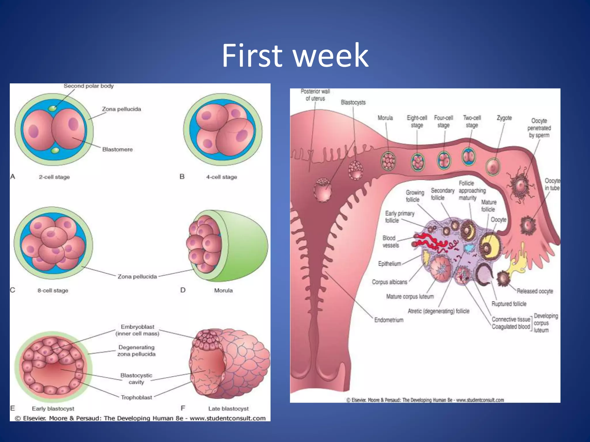 Second week of development | PPTX