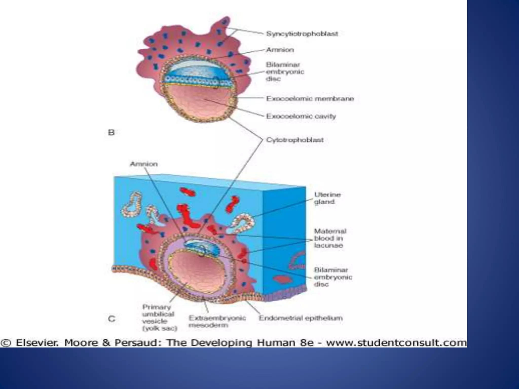 Second week of development | PPTX