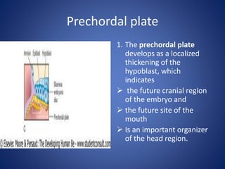 Second week of development | PPTX
