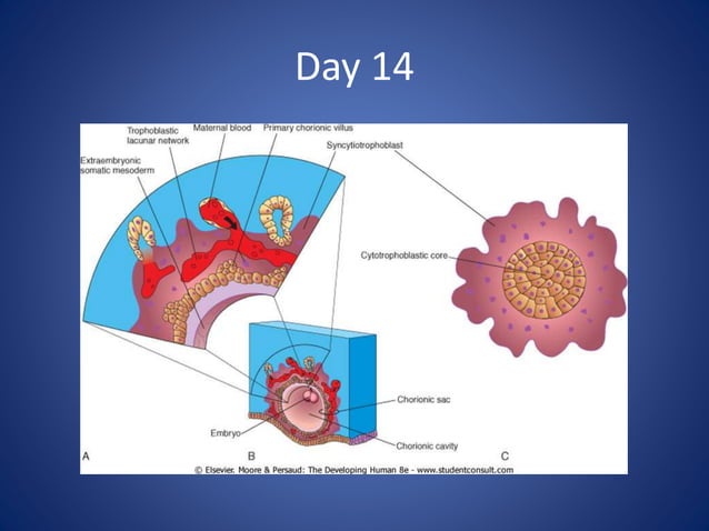 Second week of development | PPTX
