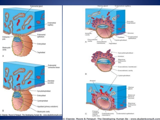 Second week of development