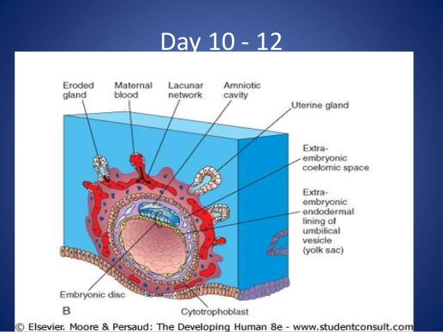 Second week of development