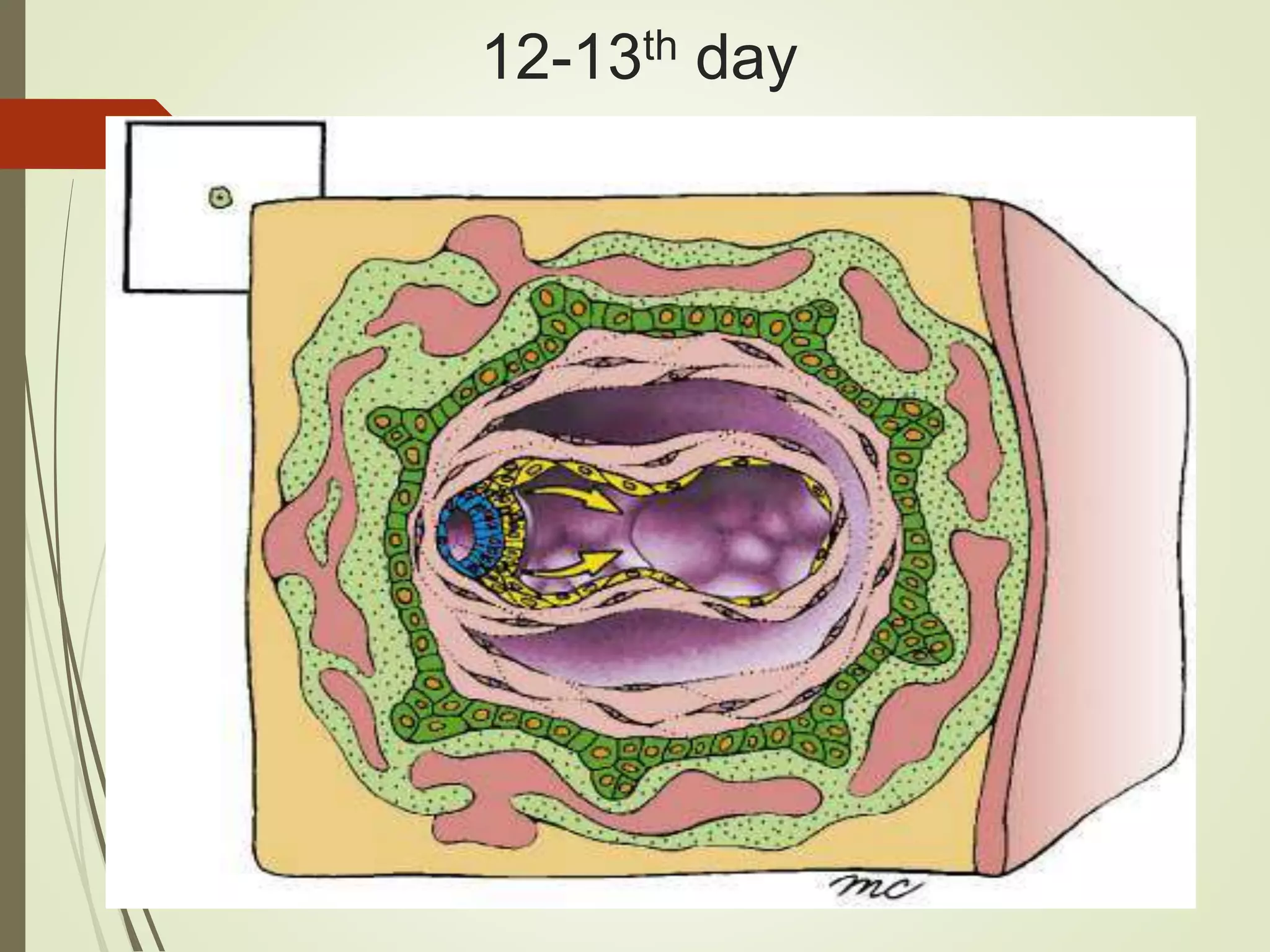 Second week of development | PPTX