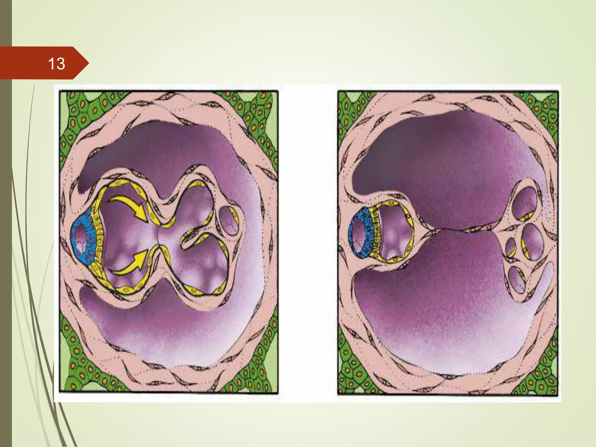 Second week of development | PPTX
