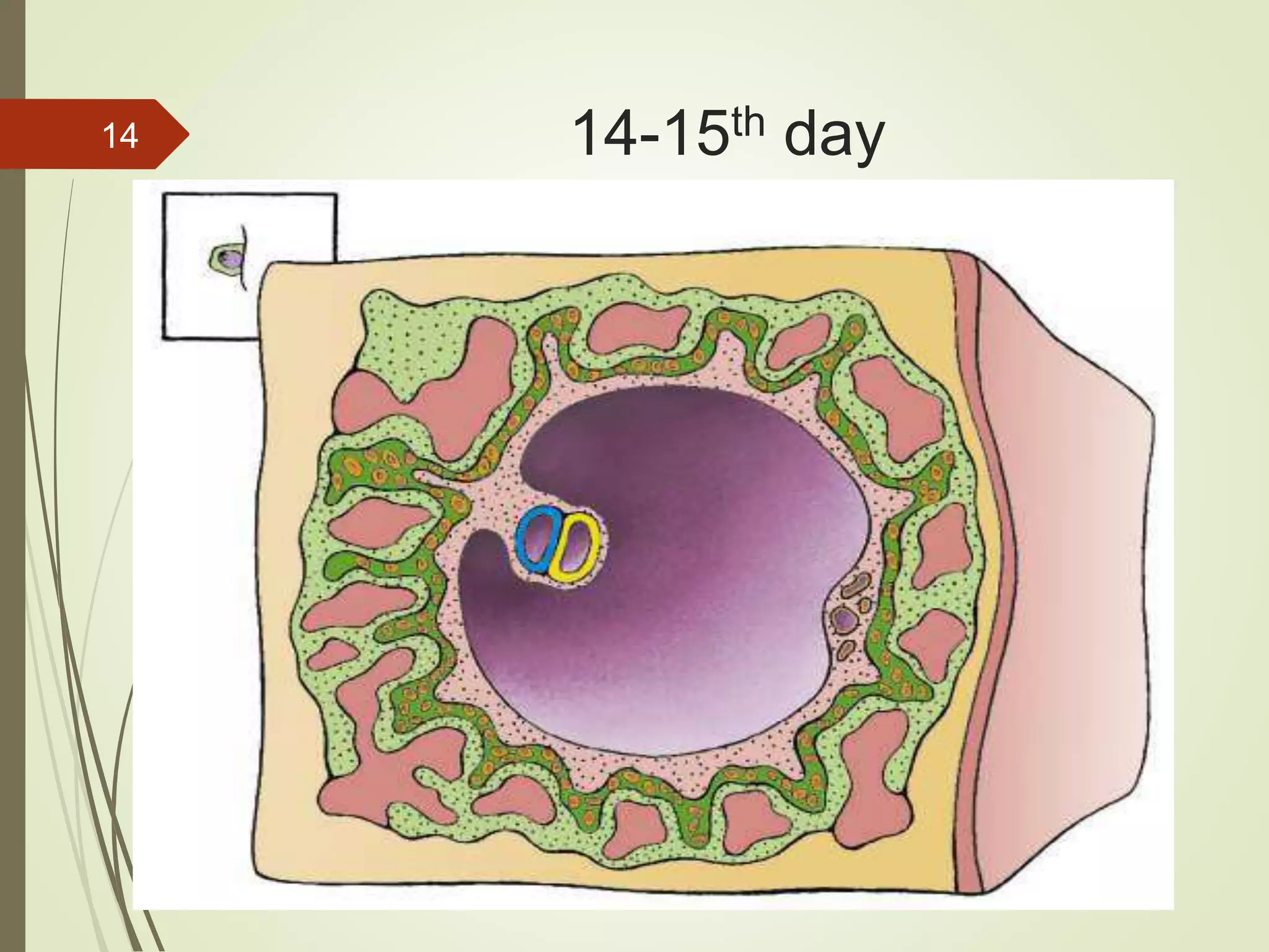 Second week of development | PPTX