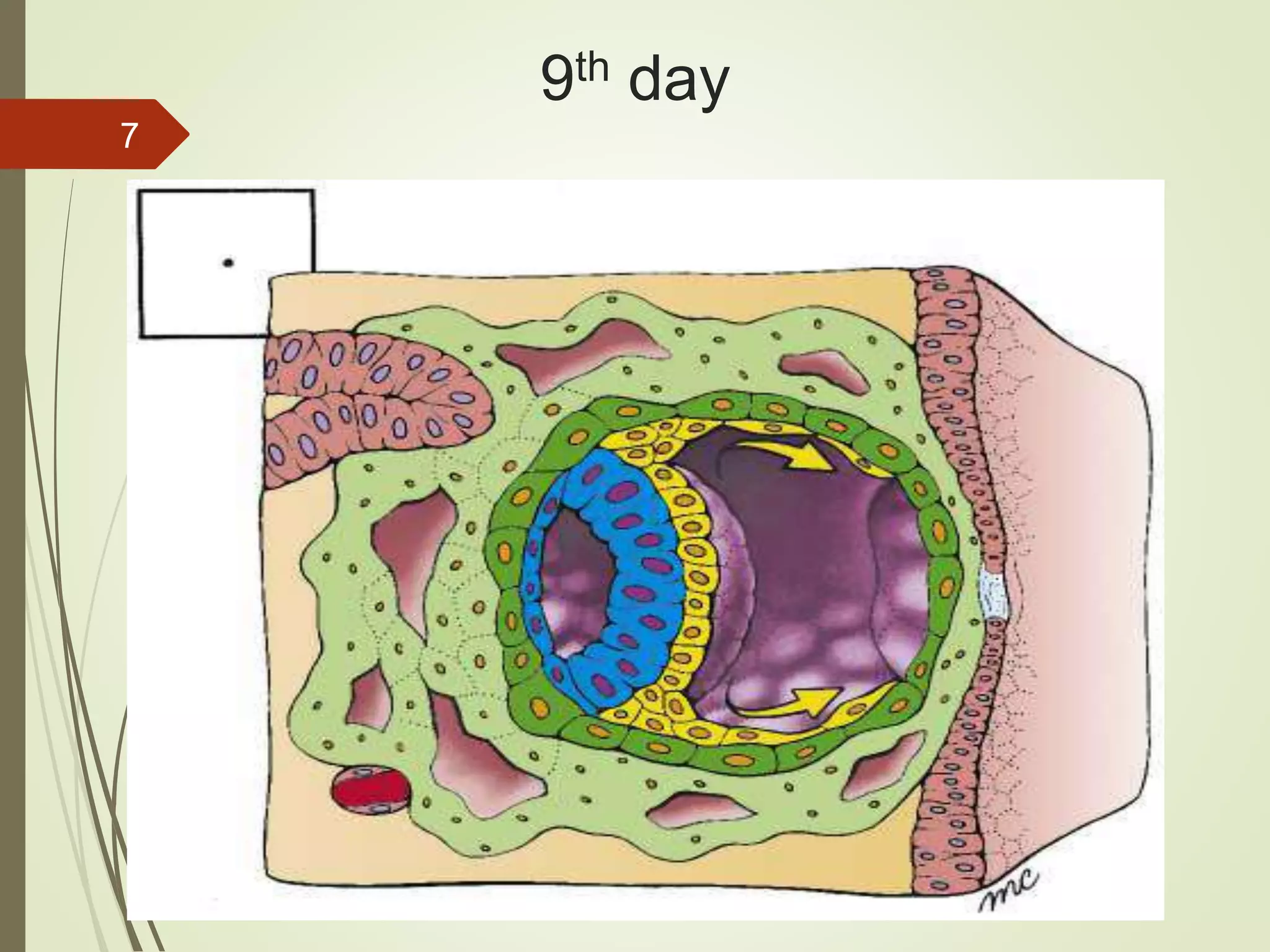 Second week of development | PPTX