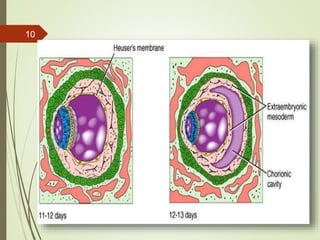 Second week of development | PPTX