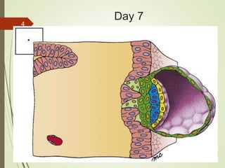 Second week of development | PPTX