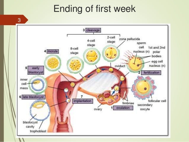 Second week of development