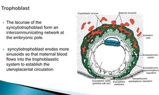 Second week of pregnancy emberyology | PPTX