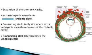 Second week of pregnancy emberyology | PPTX