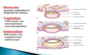 Second week of pregnancy emberyology | PPTX