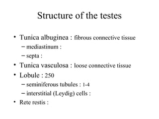Seminiferous Epithelial cycle | PPT