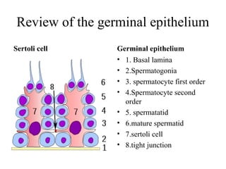 Germinal Epithelium