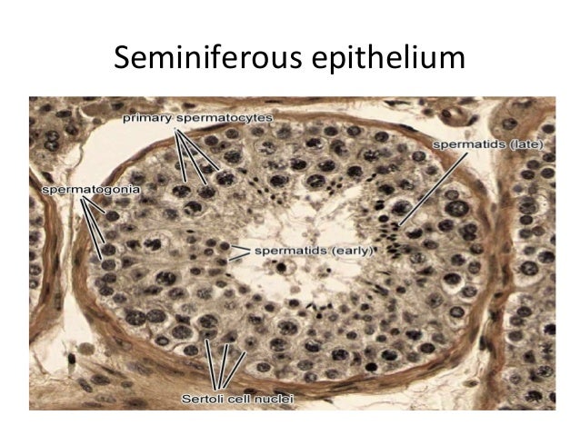 Seminiferous Epithelial cycle