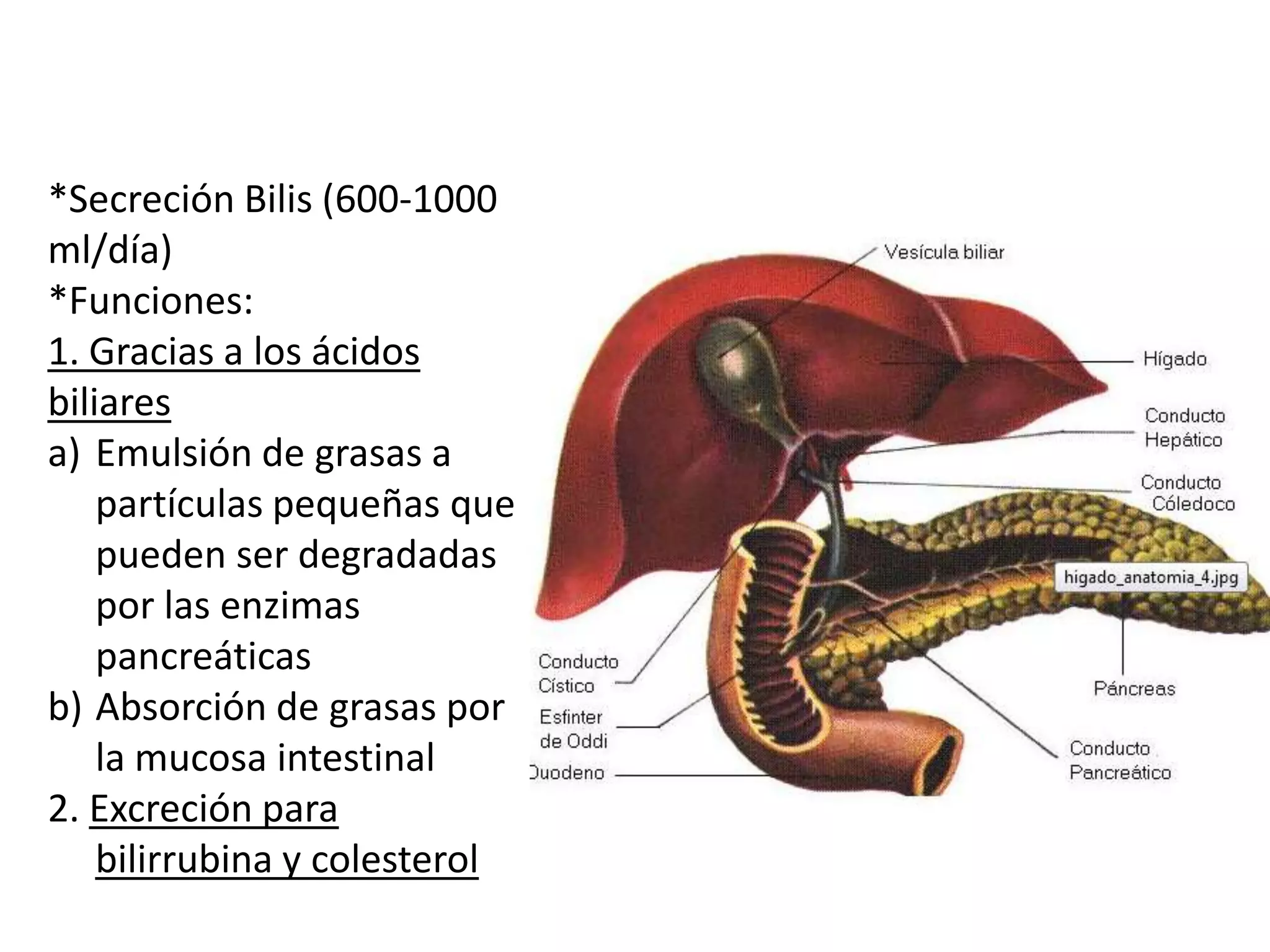 Secreción de bilis por el hígado y funciones | PPT