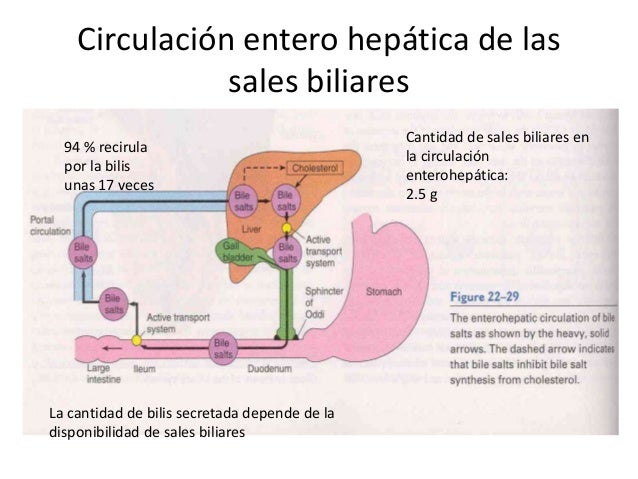 Secreción de bilis por el hígado y funciones