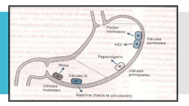 Sistema Digestório