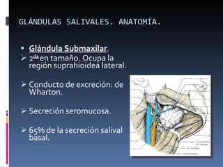 Secreción salival y gástrica | PPT