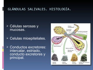 Secreción salival y gástrica | PPT