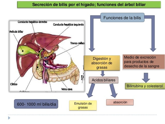 Secrecion biliar