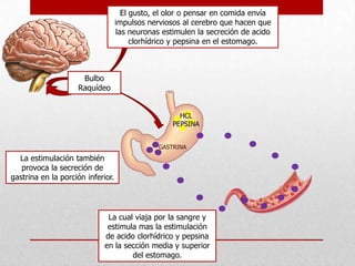 Secrecion de acido clorhidrico | PPTX
