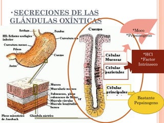 Secrecion gástrica. | PPT