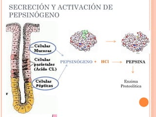 Secrecion gástrica. | PPT
