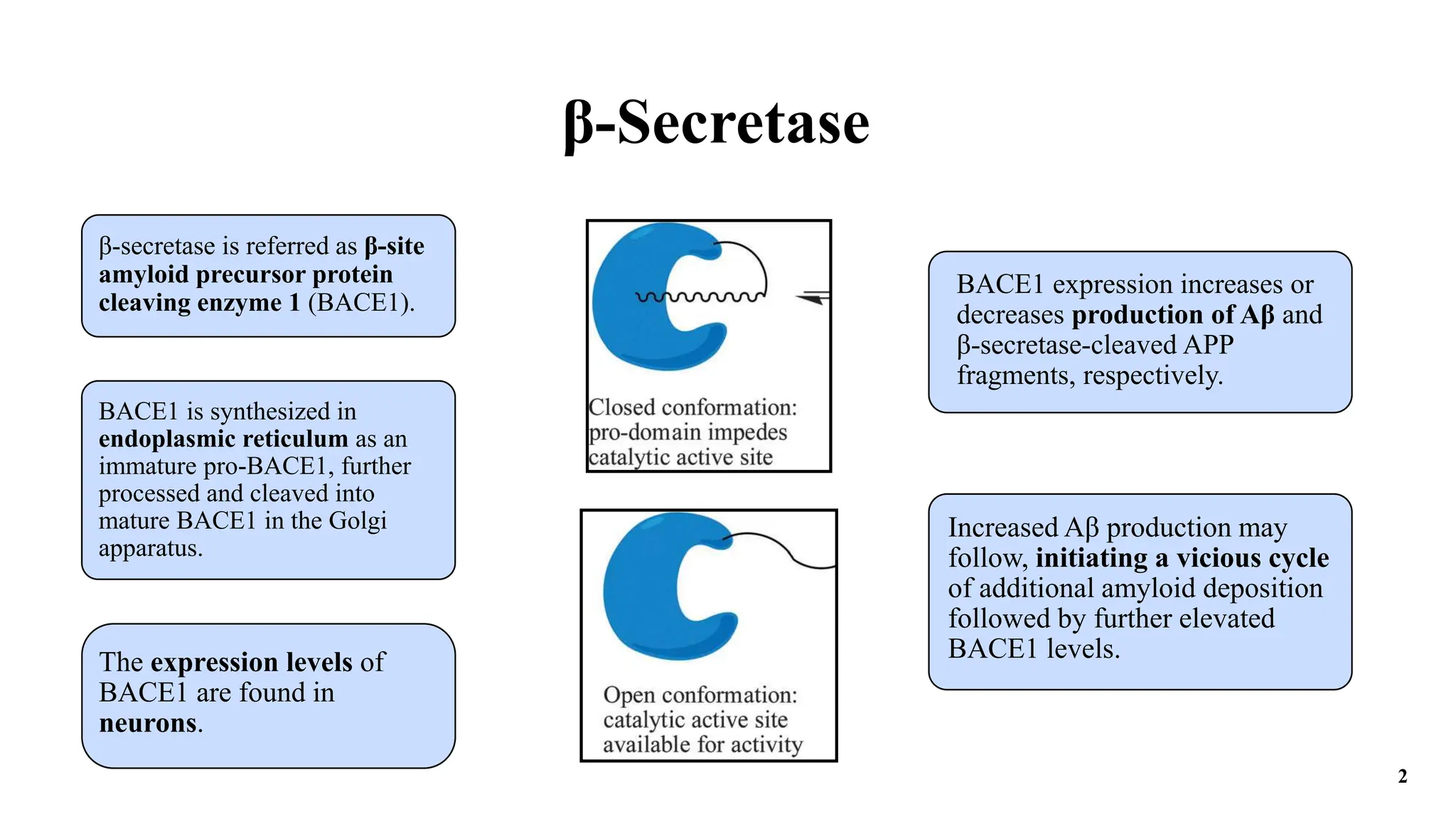 β-Secretase in Alzheimer's disease..pptx