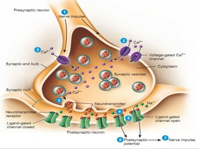 Secretion of ach_on_nerve_terminal