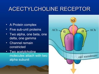 Secretion of ach on nerve terminal | PPT
