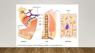 SECRETION OF THE SMALL AND LARGE INTESTINE.pptx