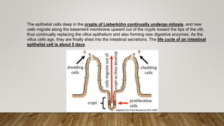 SECRETION OF THE SMALL AND LARGE INTESTINE.pptx